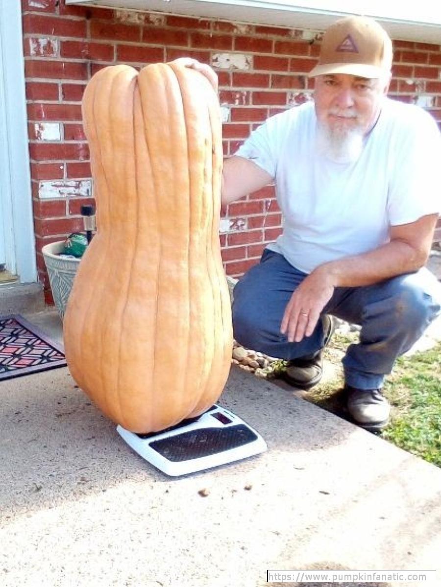 Giant butternut Statistics and Grower Resource